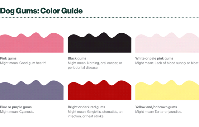 What Your Gums Say About Your Health